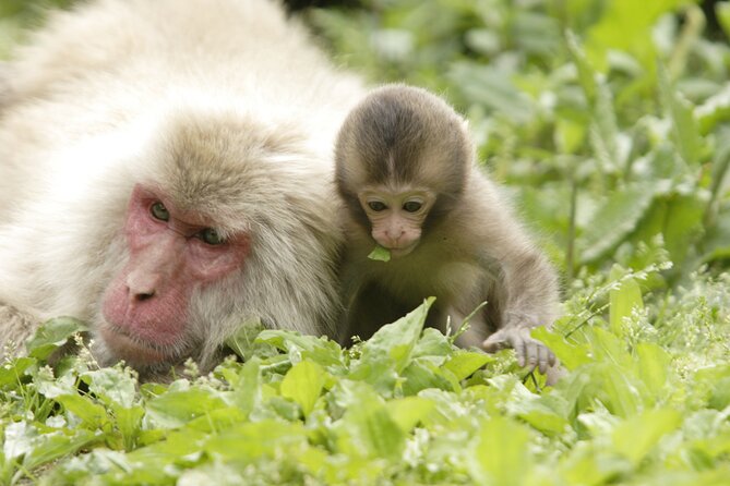 Snow Monkey Park and Miso Production Tour Bullet Train From Tokyo - Miso Production Tour and Obuse Visit