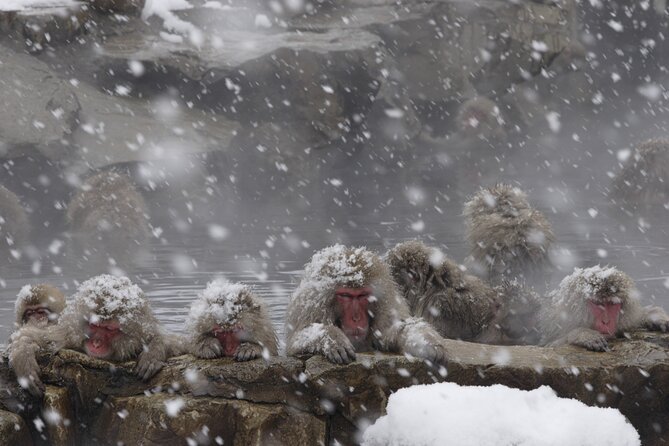 Snow Monkey Park & Miso Production Day Tour From Nagano - Miso Production Highlight