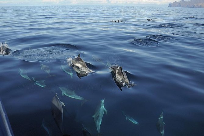 Spirit of the Sea: Cetacean Sighting in Gran Canaria - What to Expect on the Tour