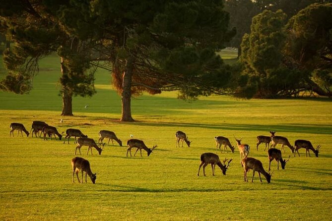 Sun , Sea & Savor : National Park Brijuni Cruise & Lost Bay Beach - Traveler Feedback and Experiences