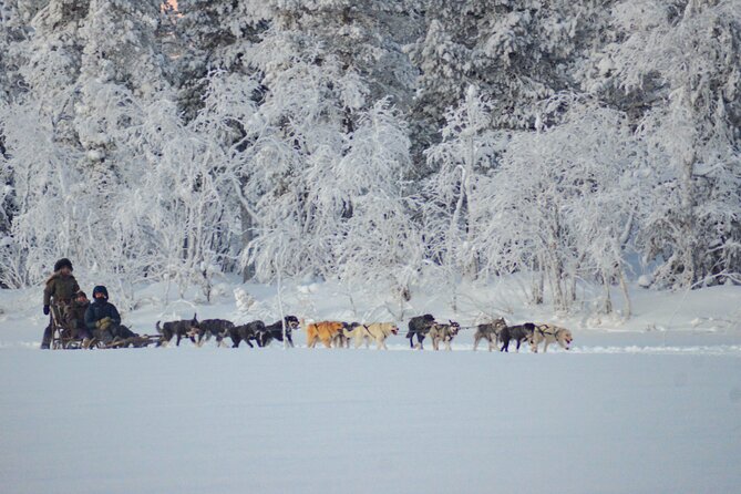 Sunrise Zen Husky Tour (10:00 to 13:00 - Sitting on the Sled) - Traveler Feedback