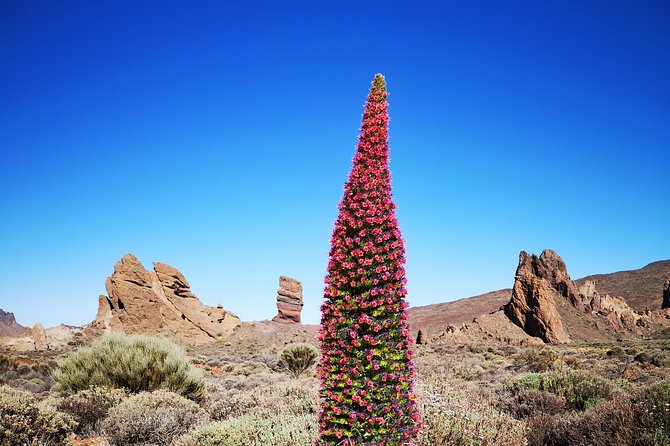 Teide National Park for Smaller Groups - Why Choose Teide National Park for Smaller Groups?