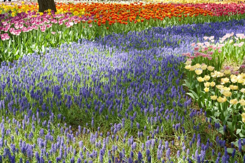Tokyo: Ibaraki Shrine, Seafood Market & Flower Sea Day Tour - Transportation and Guide