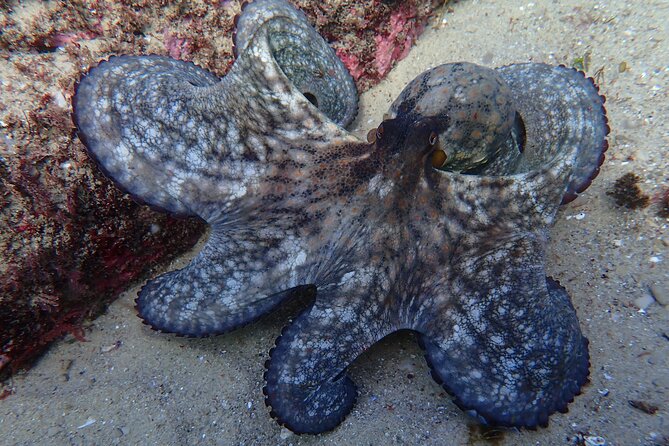 Try Scuba Diving in Arrabida Natural Park Review - Customer Feedback and Experiences