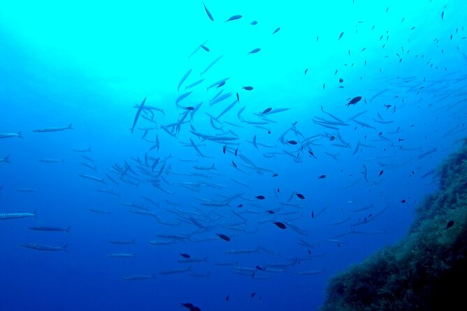 Two Morning Dives in Gozo for Certified Diver - Traveler Reviews and Recommendations