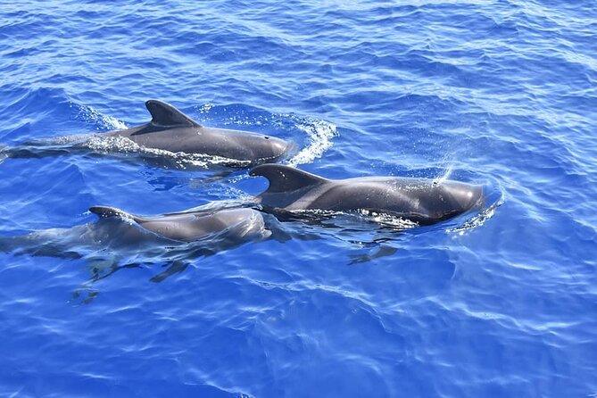 Whale Watching Catamaran in Costa Adeje (Including Drinks & Sandwich) - Booking and Cancellation Policy