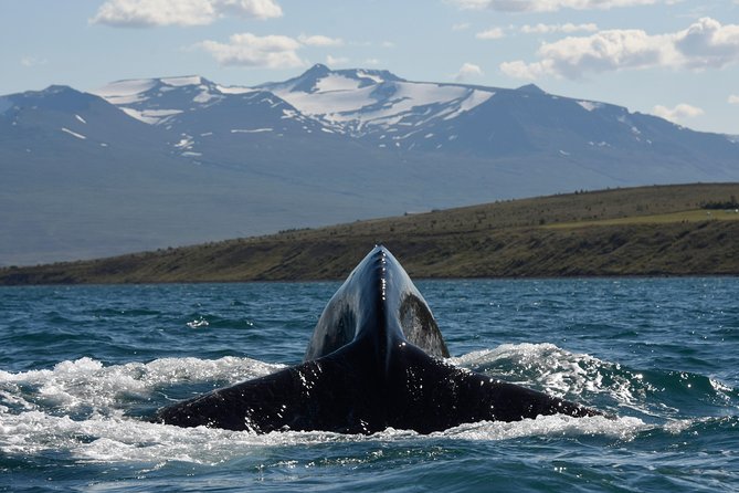Whale Watching From the Heart of Akureyri - Appropriate Attire for All Weather Conditions