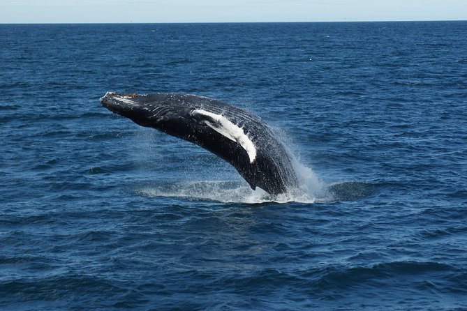 Whale Watching Tour With Professional Guide From Reykjavik - Preparing for the Whale Watching Adventure