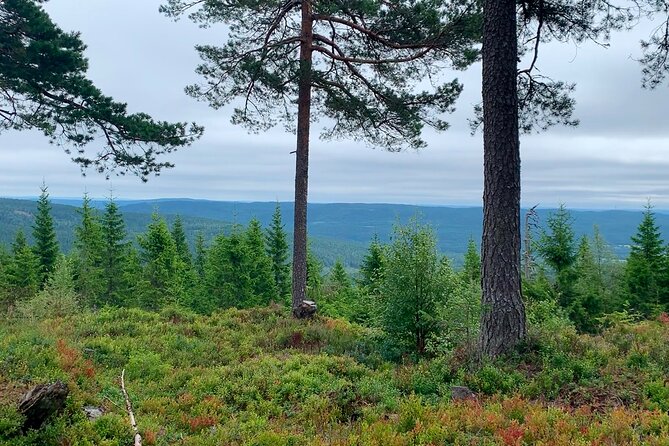 Wildlife Forest Hike - Additional Information and Preparation