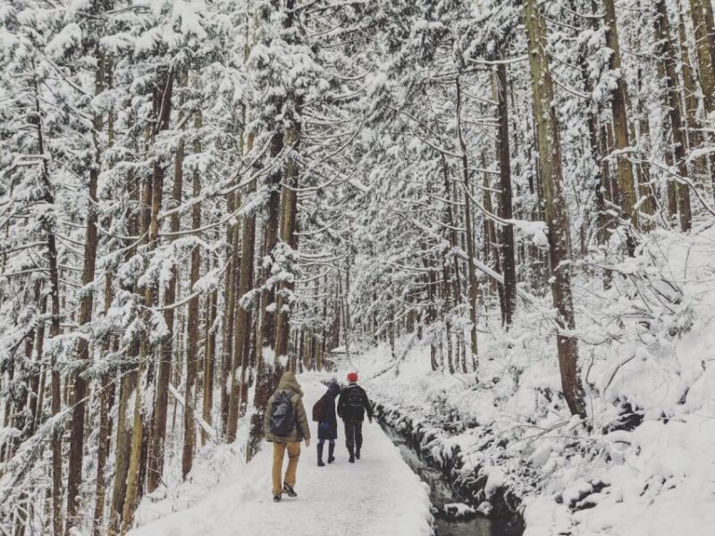 1 Day Tour: Snow Monkeys & Snow Fun in Shiga Kogen - Encountering the Snow Monkeys