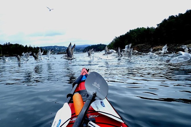 2- Hour Kayak Trip on the Oslo Fjord - Guest Feedback and Host Responses