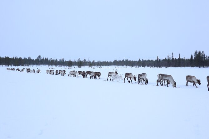 Aurora Hunting With Reindeer Caravan - Booking and Cancellation Policies
