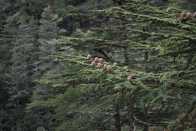 Beauty, Nature and Charm of Troodos Mountains From Paphos - Personalized Attention in Small Groups