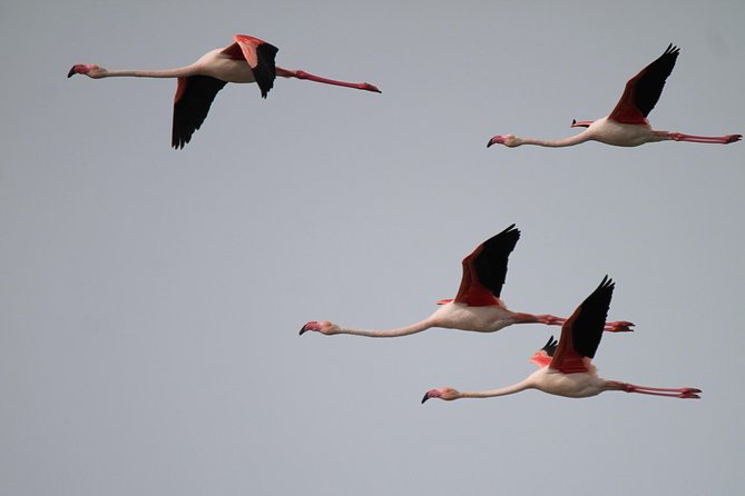 Camargue 4x4 Safari 2 Hours Saintes Maries De La Mer - Customer Feedback and Additional Information
