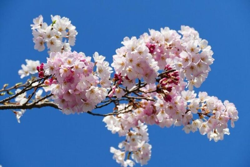 Cherry Blossom Private Tour - Frequently Asked Questions