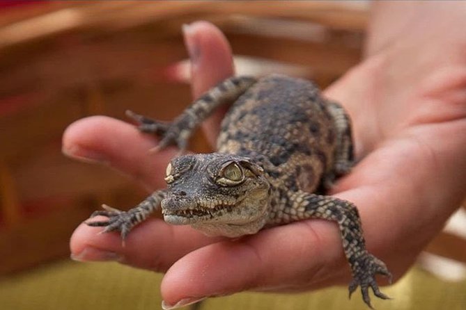 Cocodrilo Park Zoo Admission Ticket Review - Recommendations for Visitors