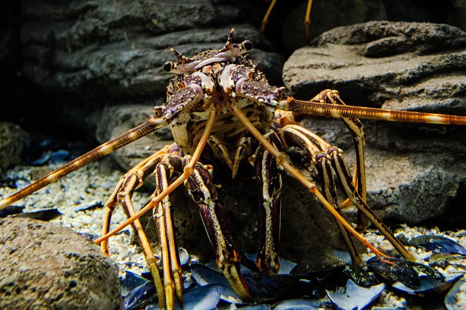 CRETAquarium Entrance Ticket in Crete - Tips for Visiting CRETAquarium
