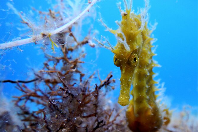 Discover Scuba Diving Adventure in Mykonos - Health and Safety Considerations