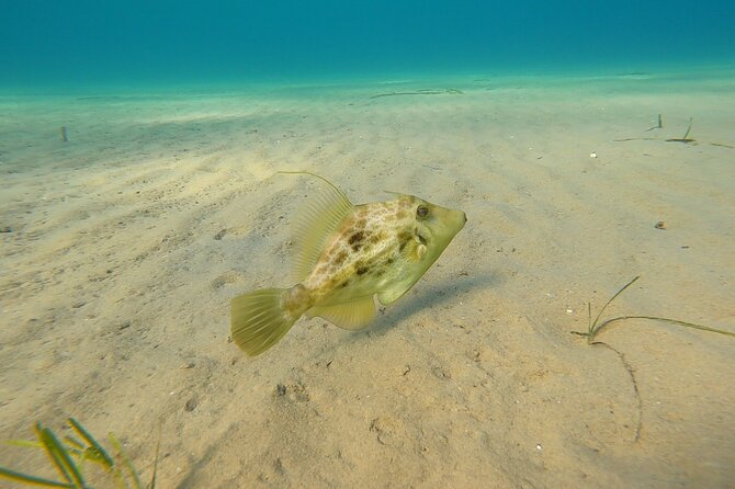 Discover Scuba Diving Experience Review - Exploring the Mediterranean Underwater