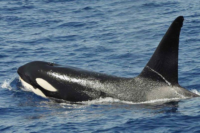 Dolphin and Whale Cruise in Puerto Rico, Gran Canaria - Preparing for the Cruise