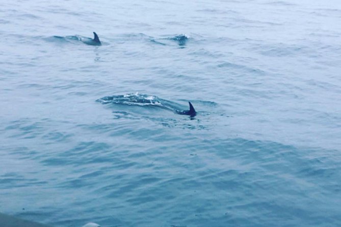 Dolphin Route - How to Prepare for Your Dolphin Watching Experience