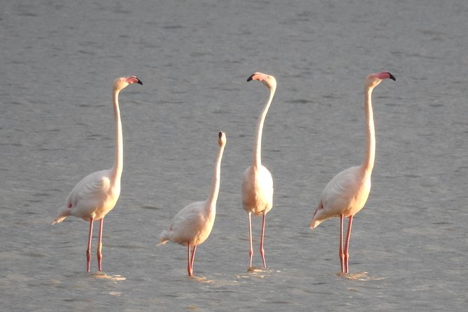 Doñana National Park in 4x4 and El Rocío - Frequently Asked Questions