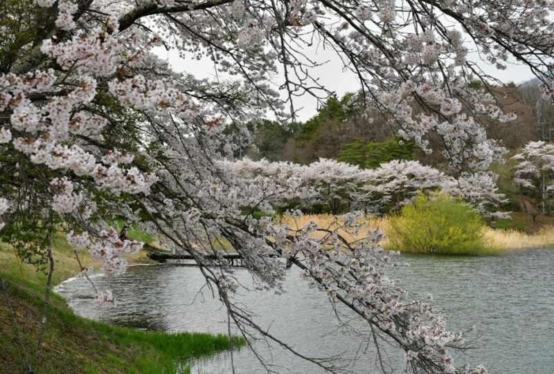 Enjoy Japan With Five Senses, Wagashi & Tea Ceremony Tokyo - Exploring the Japanese Garden