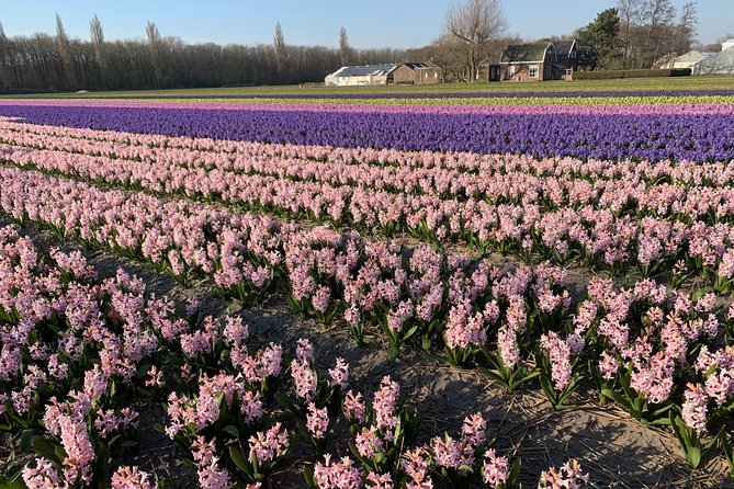 Enjoy the Tulip Fields by Bicycle With a Local Guide! Tulip Bike Tour! - Tour Highlights and Memorable Moments