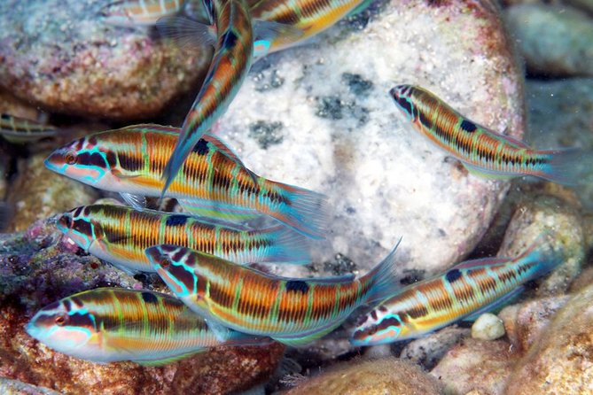 Exciting PADI Discover Scuba Diving Experience Isola Bella Marine Park Taormina - Important Health and Safety Considerations
