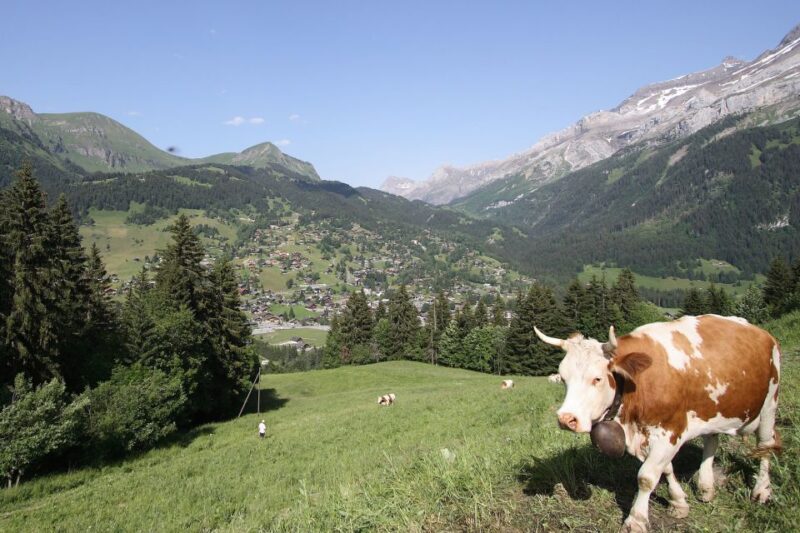 From Lausanne: Glacier 3000 Experience and Montreux - Customer Feedback and Ratings
