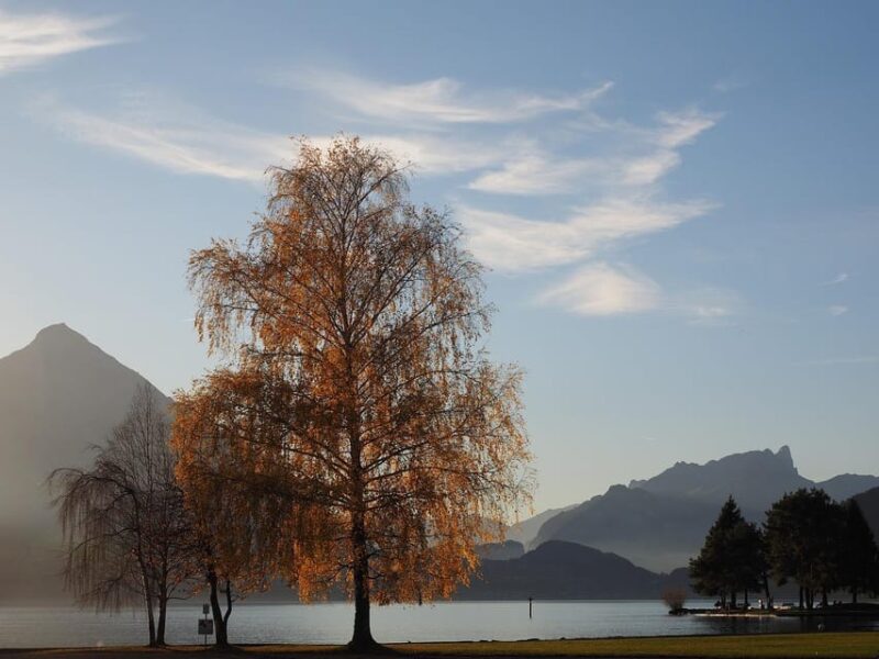 From Zurich: Private Interlaken and Grindelwald Car Tour - Customer Reviews and Feedback