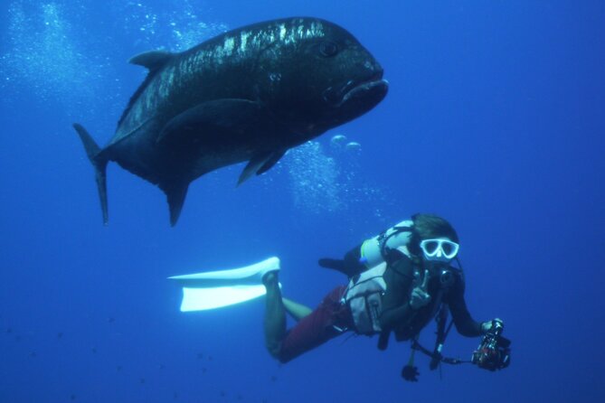 Full Day Guided Boat 2diving in Kerama Islands（License Required） - Recommendation and Preparation