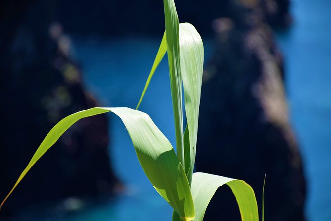 Full Day Tour of Madeira West - Tips for an Enjoyable Day Out