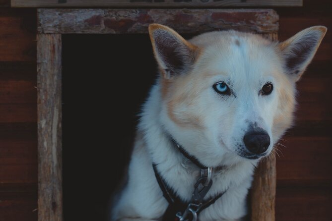 Fun & Easy Dog Sledding Adventure - Early Bird 08:10 - Booking Information