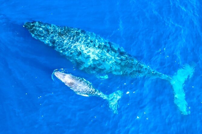 Great Whale Watching at Kerama Islands and Zamami Island - Whale Watching at Kerama Islands