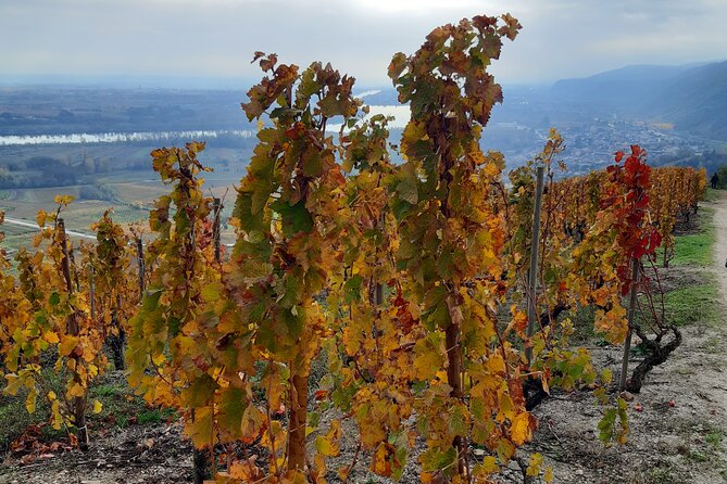 Guided Tour and Wine Tasting Northern Rhône Valley - Cancellation Policy and Additional Information