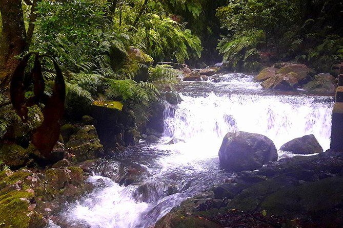 Hidden Corners: Levada Walk From Funchal - Meeting and Pickup Arrangements