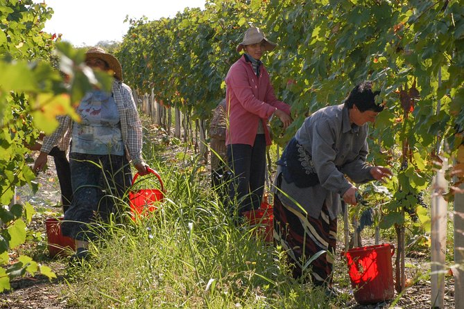 Highlights of Kakheti Region-Signagi,Bodbe,Wine Tasting(Private Tour) - Accessibility and Participation