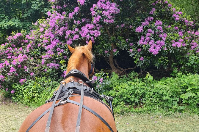 Horse Drawn Carriage Ride York - Spotting Deer and Birds of Prey