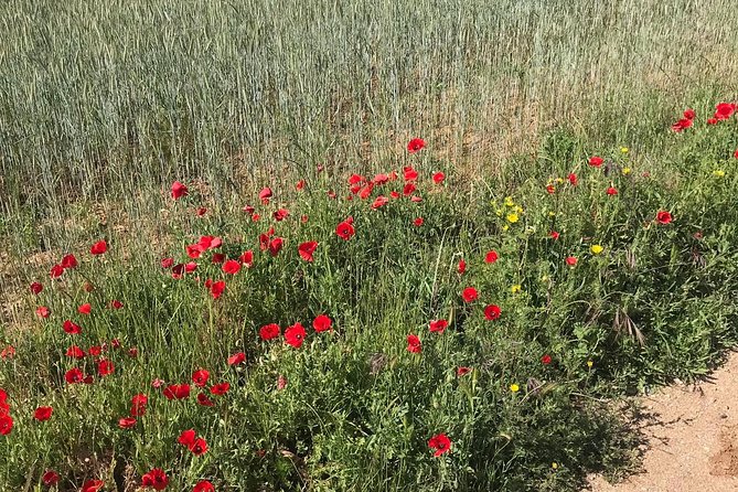 Horseback Riding Around Doñana - The Sum Up