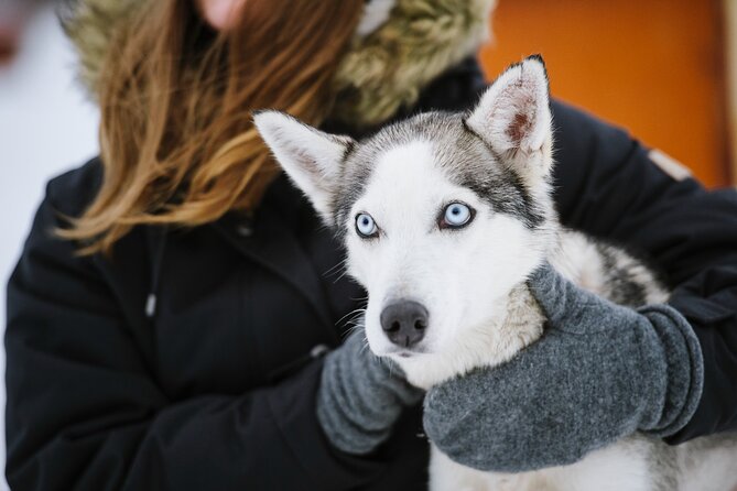 Husky Safari From Levi 2 KM or 5 KM With Husky Sledge Ride - Getting the Most Out of Your Husky Safari