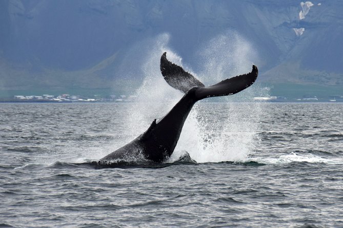 Iceland Super Saver: Puffin Cruise Plus Whale-Watching Tour From Reykjavik - Additional Considerations