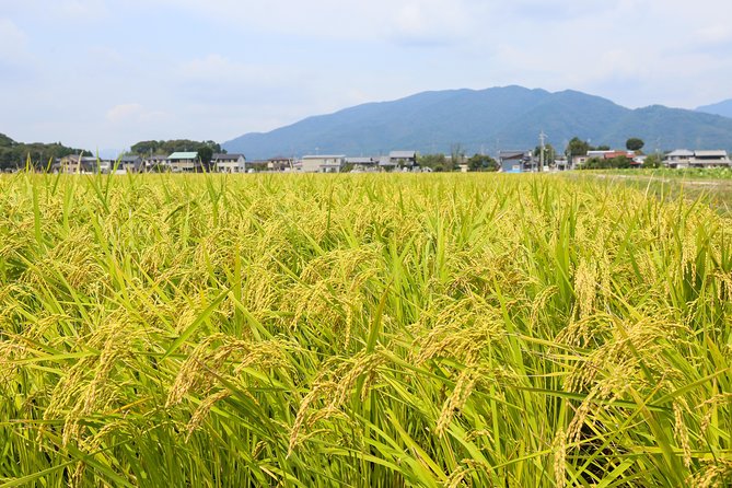 Japans Rural Life & Nature: Private Half Day Cycling Near Kyoto - Reviews and Ratings