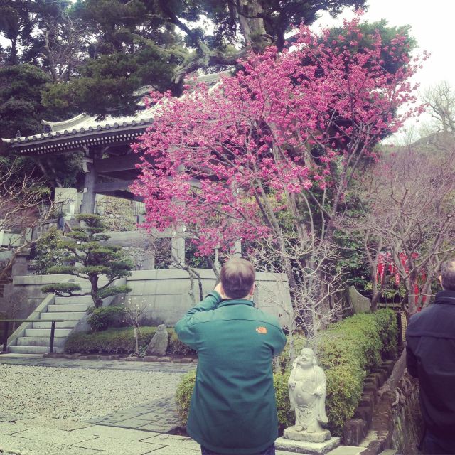 Kamakura: Great Buddha, Hase Temple, & Komachi Street Tour - Tsurugaoka Hachimangu Shrine