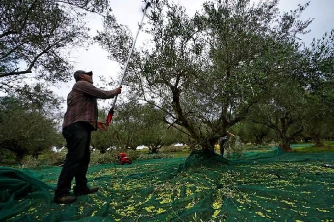 Katakolon Shore Excursion: Olympic Site, Honey/Olive Oil Tasting - Booking Details and Important Information