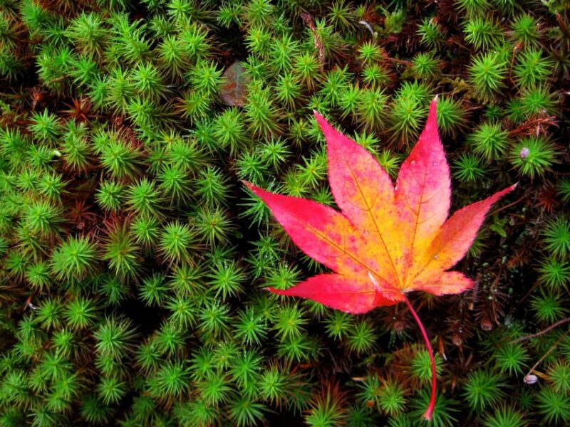 Kyoto: 2-Hour Guided Tour of Arashiyamas Autumn Leaves - Frequently Asked Questions