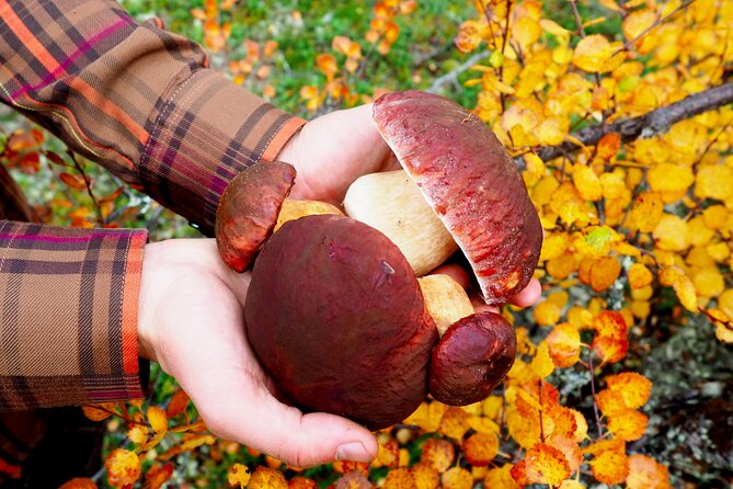 Mushroom Hunting in a National Park - Sustainable and Eco-Friendly Practices