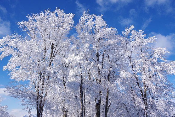 Nagano Winter Special Tour Snow Monkey and Snowshoe Hiking!! - Common Questions