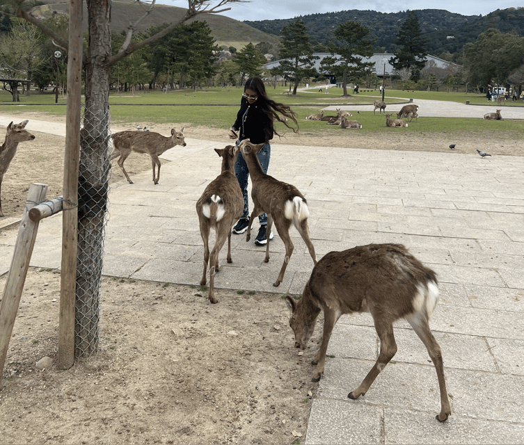 Nara Private Custom Tour With Local Guide - Customer Feedback