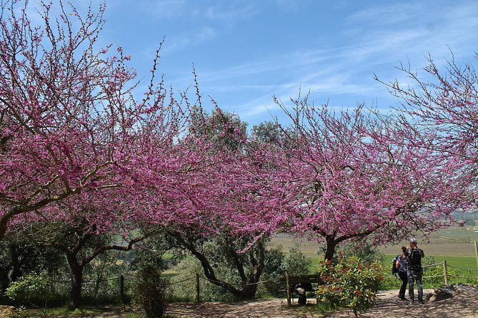 Óbidos Historic Village and Mafra Palace Private Tour - Booking Details and Additional Information